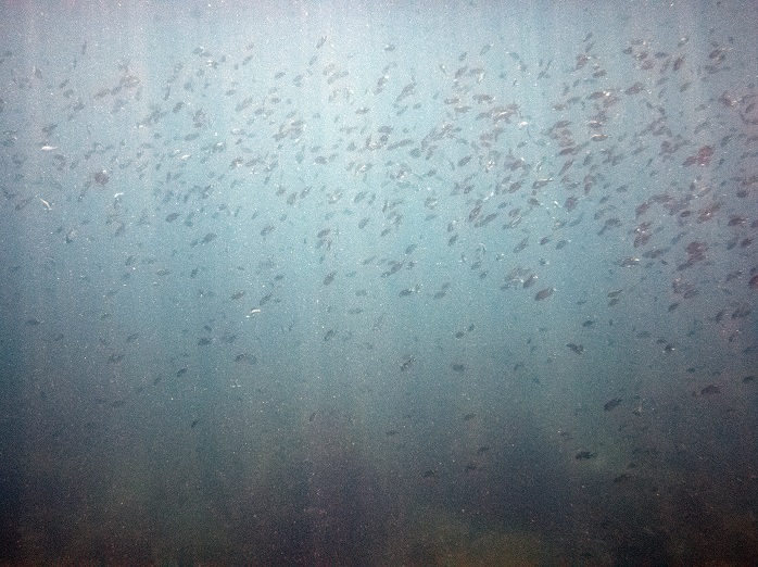 “How you can enjoy beautiful sea at Ama town”, Ama town, Shimane Pref ...